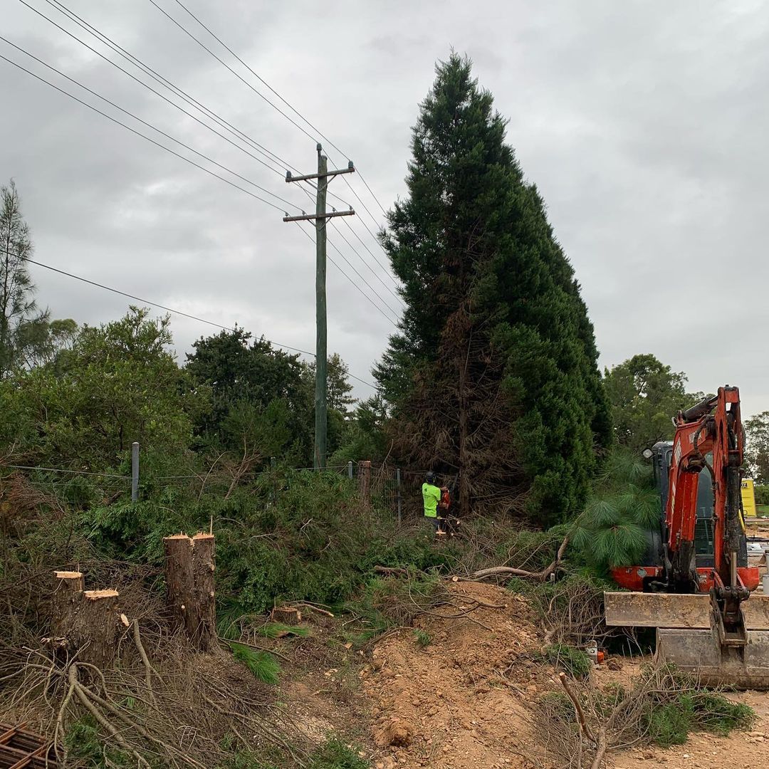 Tree Removal - What You Should Know?