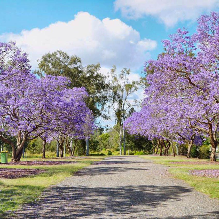 Australian Summer Tree and Garden Maintenance